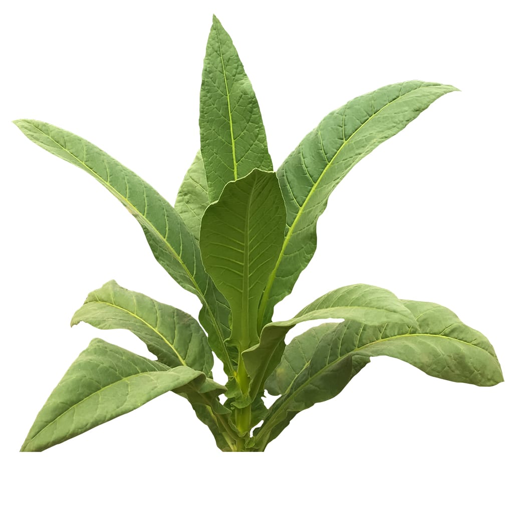 Mapacho | MAYA Ethnobotanicals